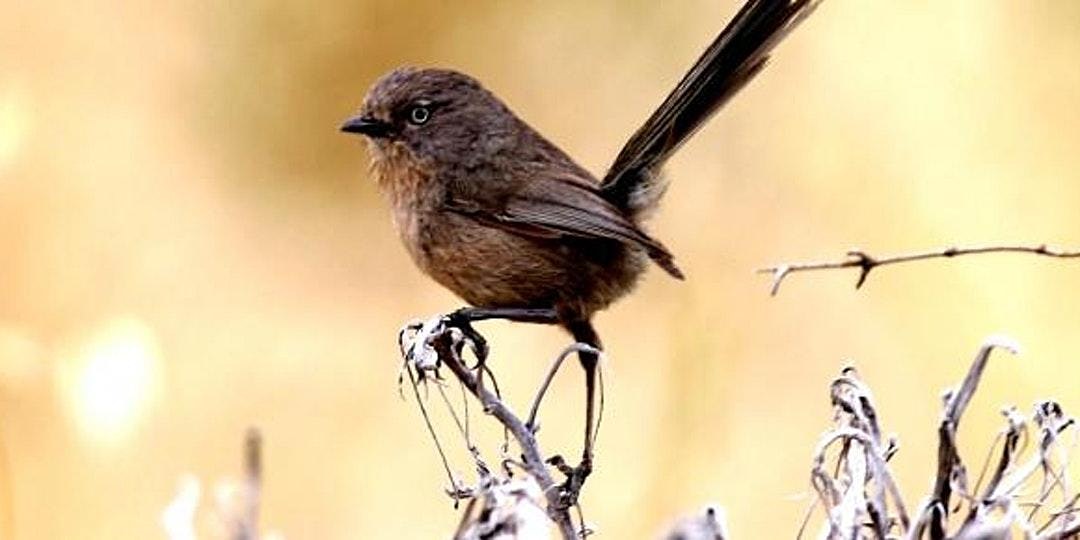 Birding 101: Discovering Birds at Point Reyes - Point Reyes National ...