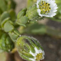 Seashore Conservation - Point Reyes National Seashore Association