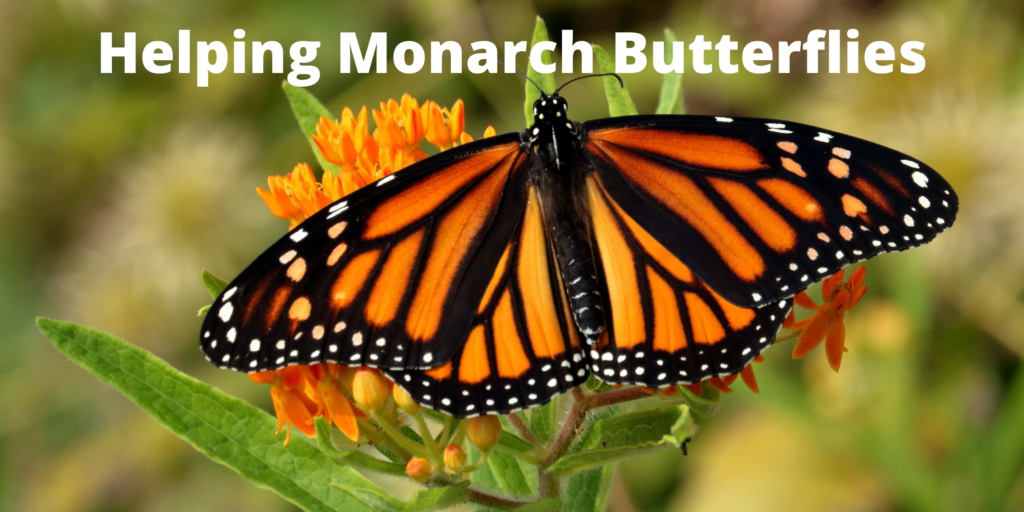Helping the Monarchs Overwinter in Coastal Communities and Beyond ...