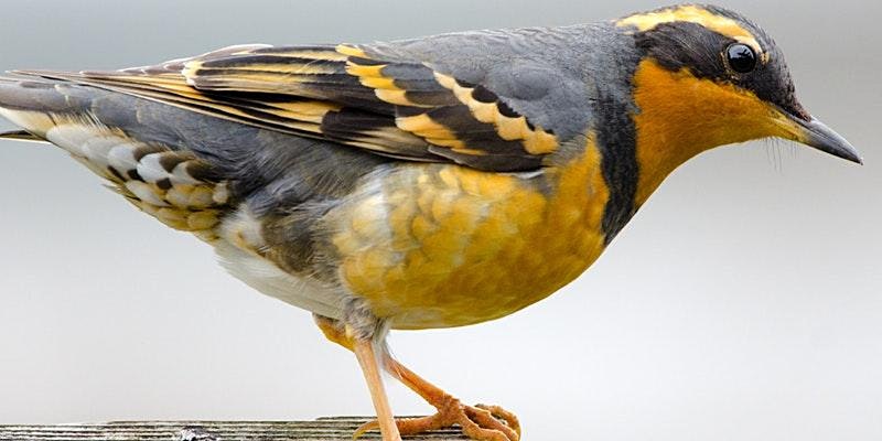 Birding 202: Enjoying Birds at Point Reyes - Point Reyes National ...