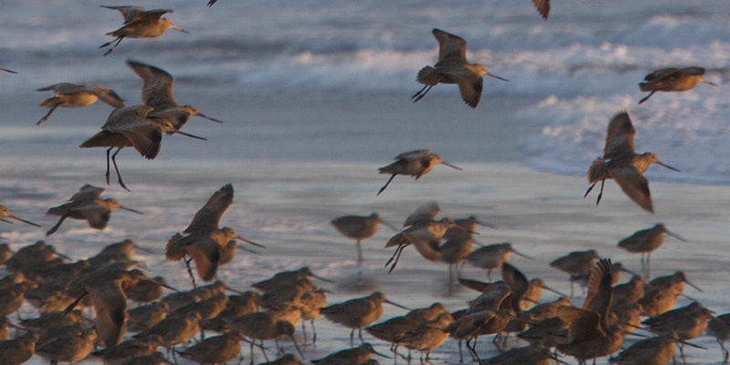 The Wide Variety of Winter Birds in Point Reyes - Point Reyes National ...
