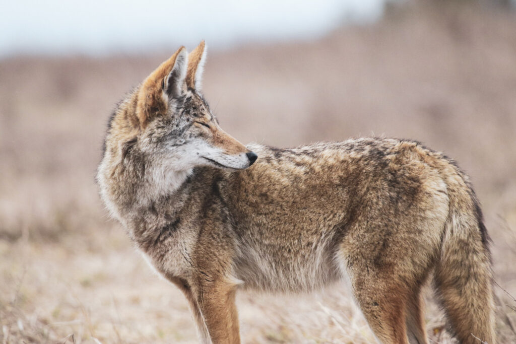 Point Reyes National Seashore Association