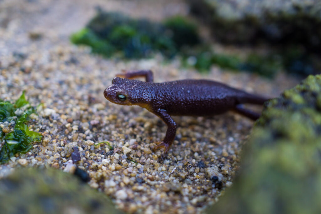 What We Do - Point Reyes National Seashore Association