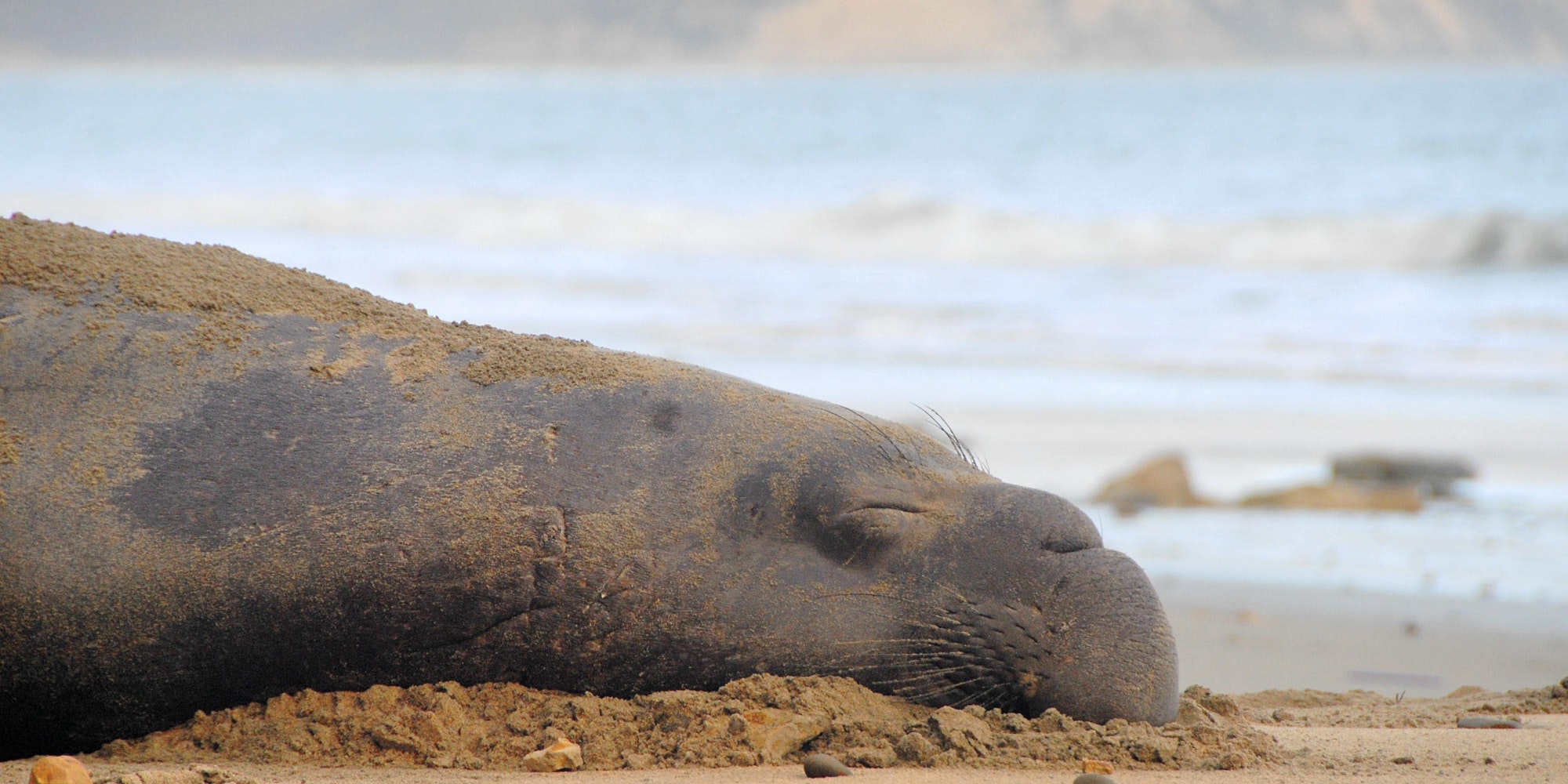 Inside the Mind of an Elephant Seal - Point Reyes National Seashore ...