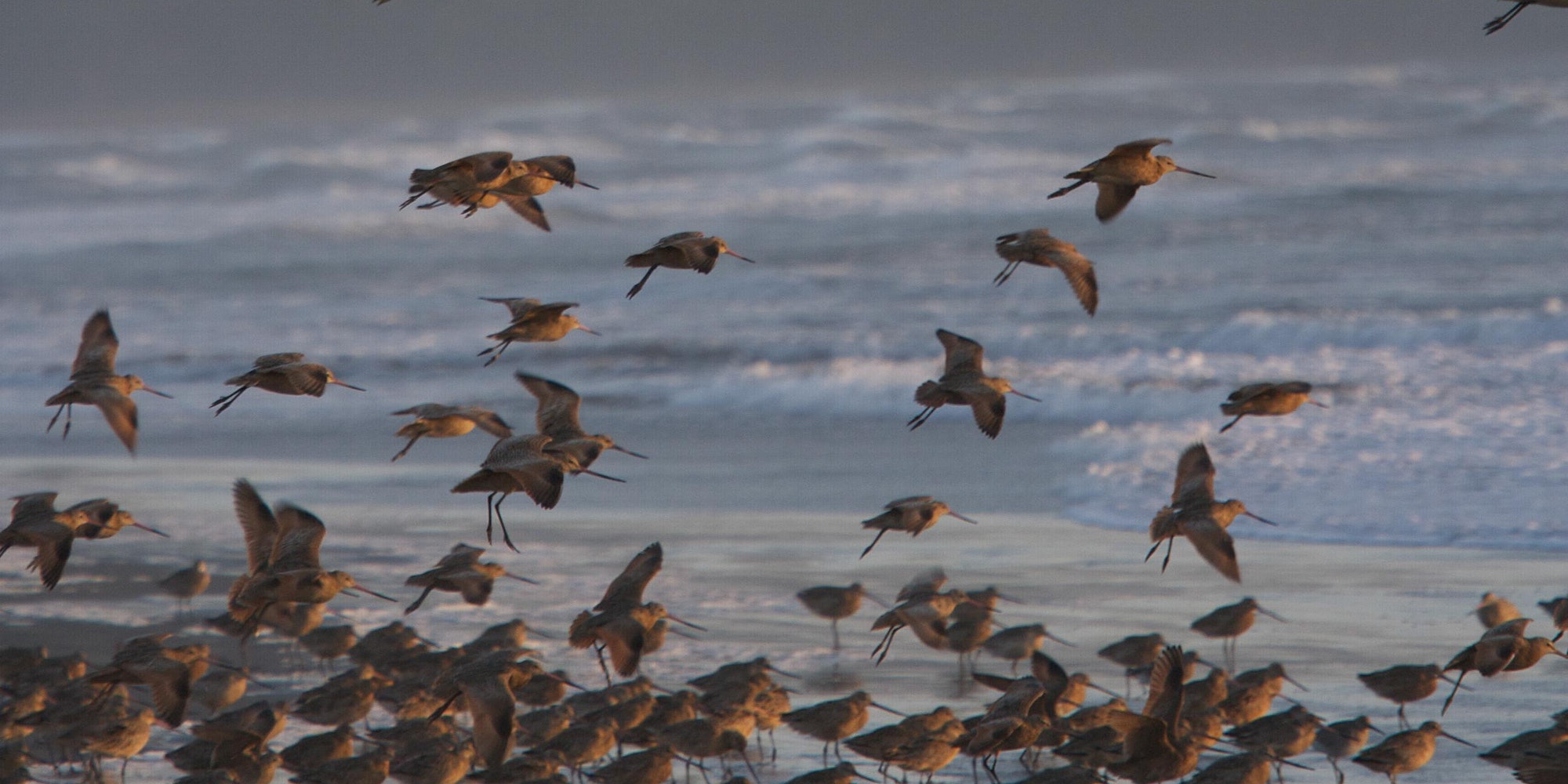 Down For the Count: Exploring Bird Diversity at Point Reyes - Point ...