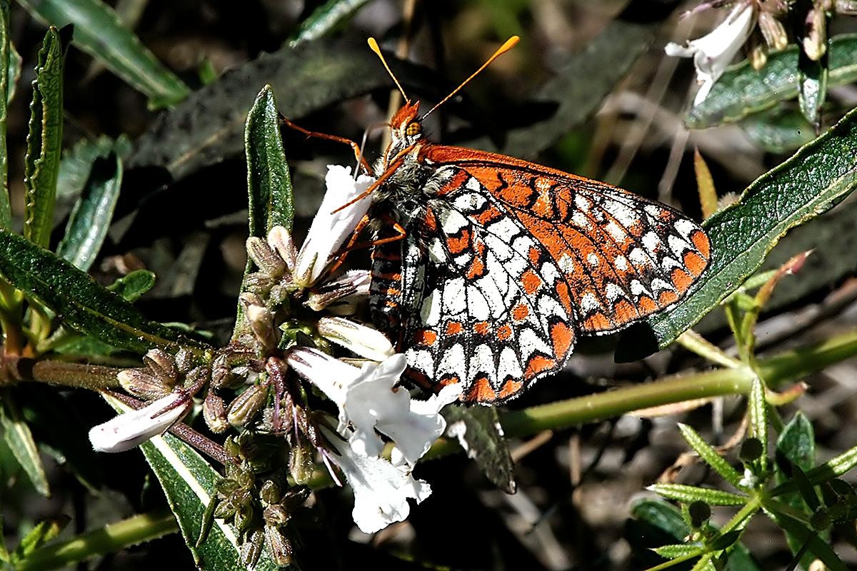 It's a Bird, It's a Plane - Butterflies for Families! - Point Reyes ...