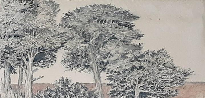 How to Make and Use Charcoal to Draw Point Reyes Trees - Point Reyes ...