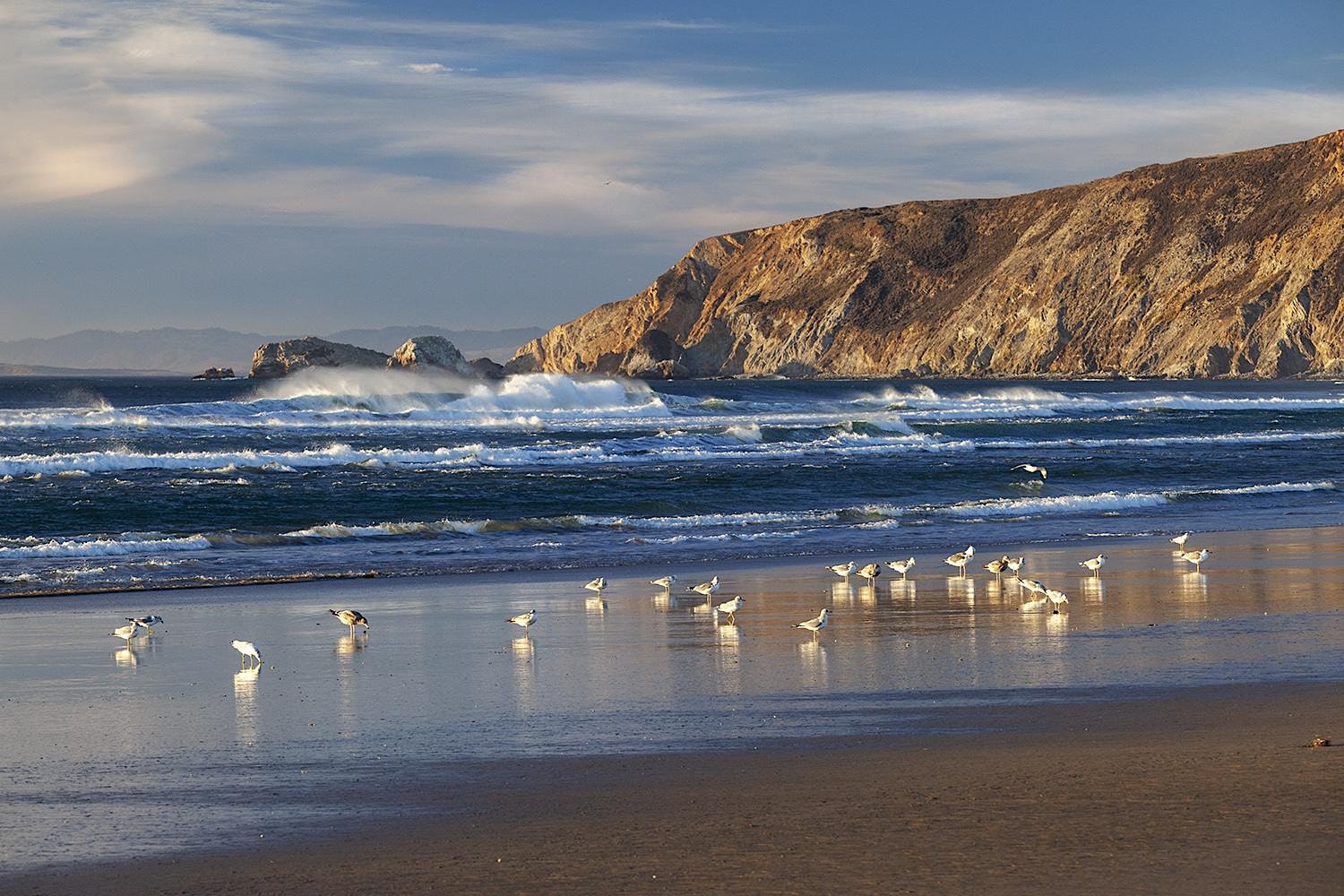 Oh No, Not Gulls! - Point Reyes National Seashore Association