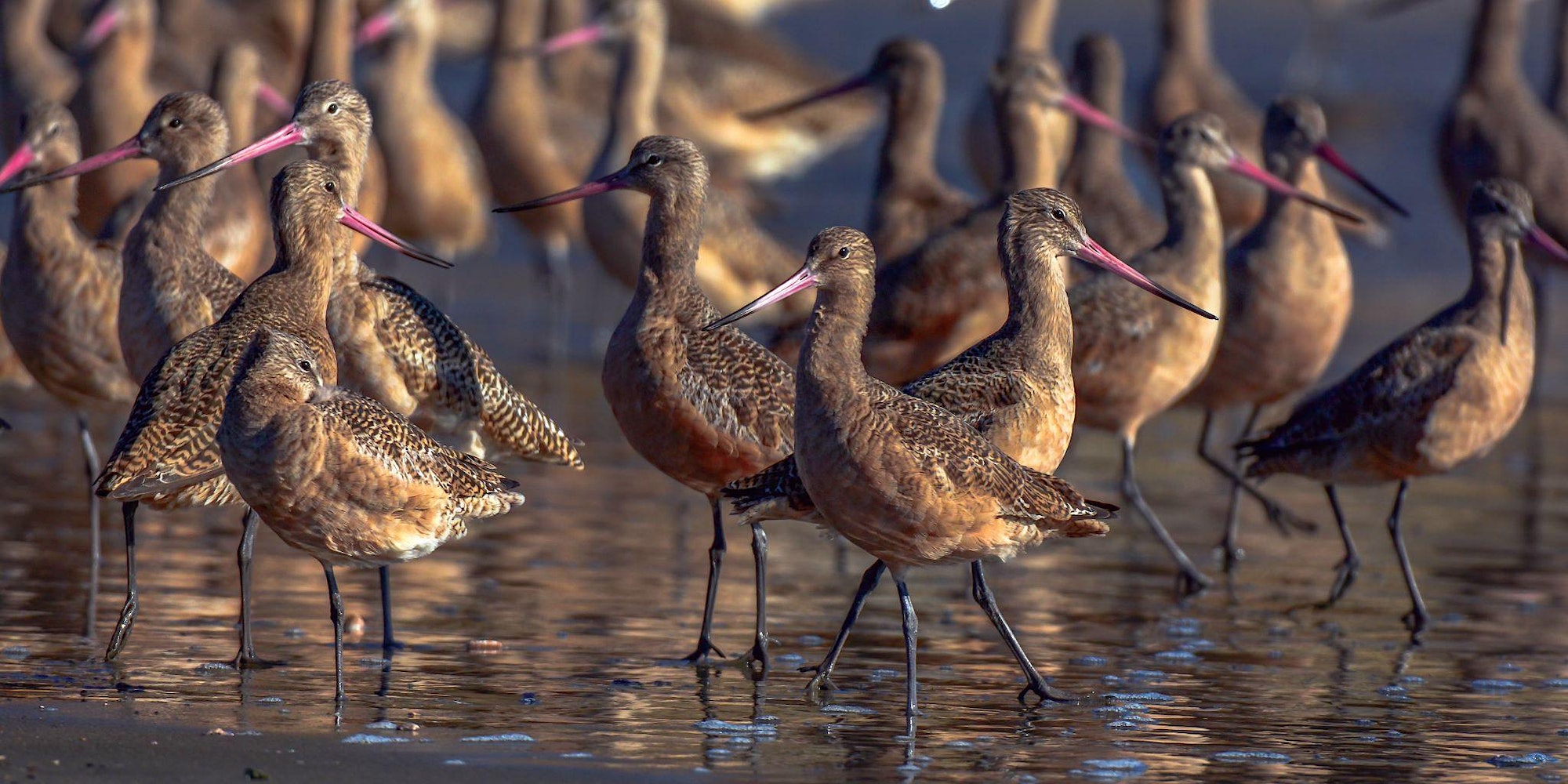 Fall Migration at the Seashore: Waterbirds and Raptors - Point Reyes ...