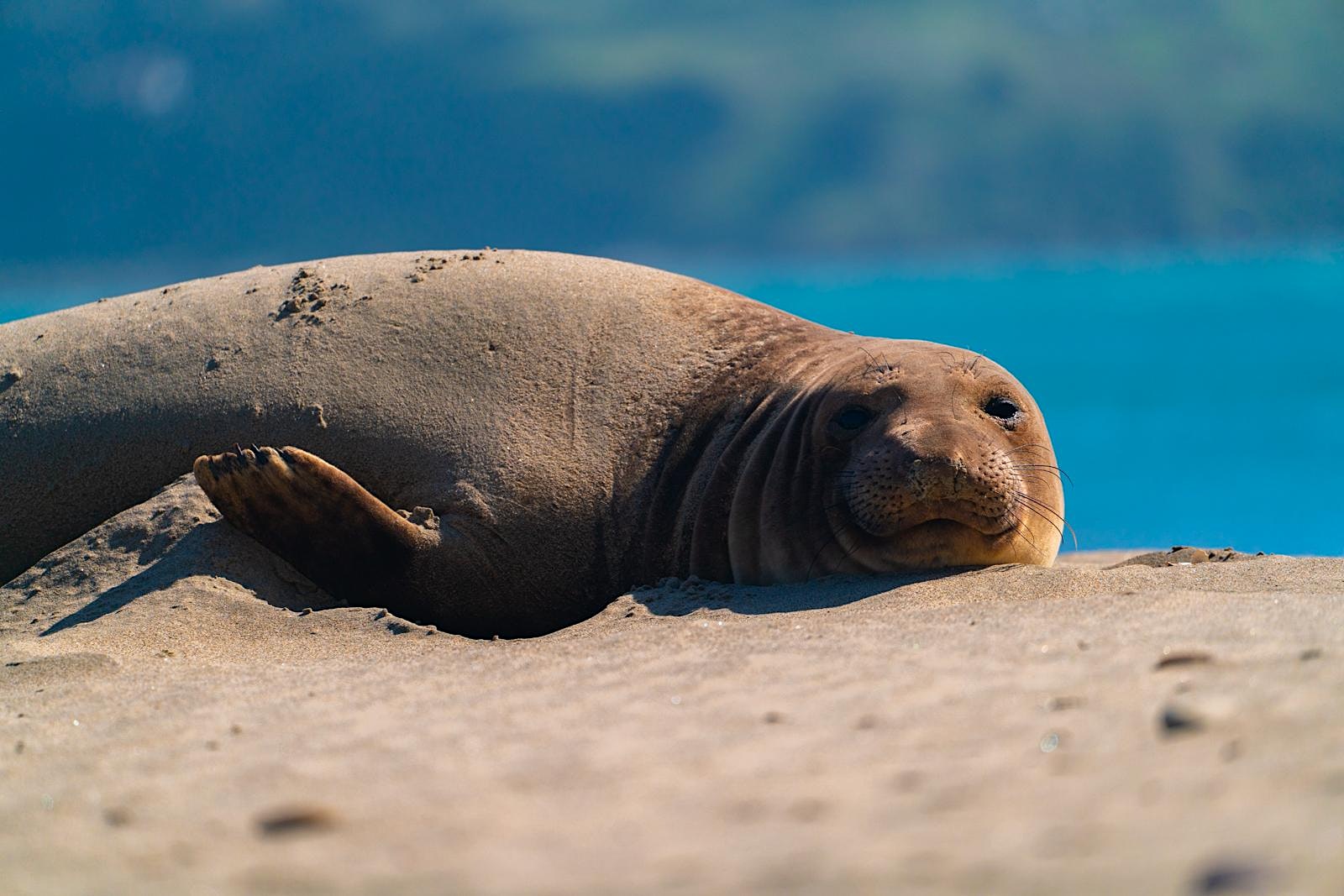 Birds and Marine Mammals of the Point Reyes Headlands - Point Reyes ...
