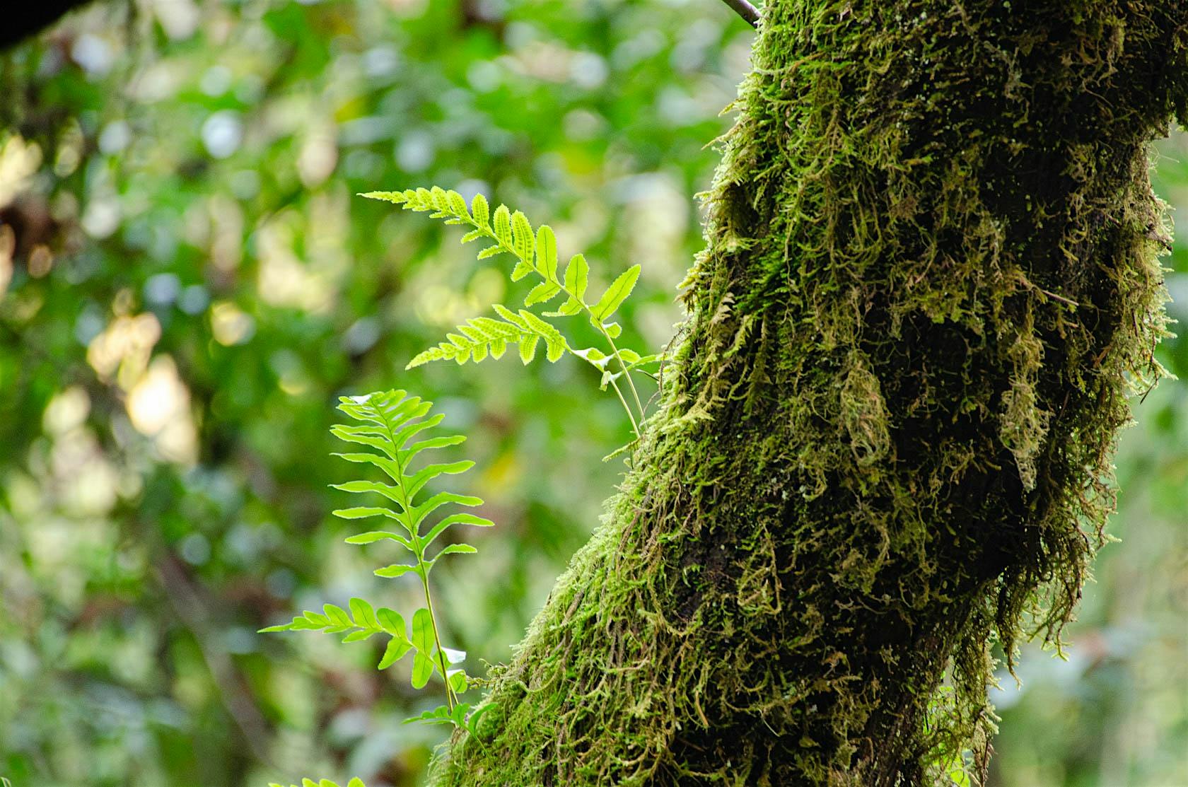 The Forests of Inverness Ridge - Point Reyes National Seashore Association